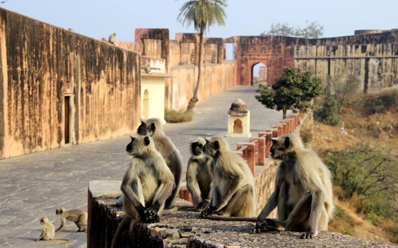 From Delhi: 5-Day Golden Triangle & Ranthambore Tiger Safari - Practical Tips for Travelers