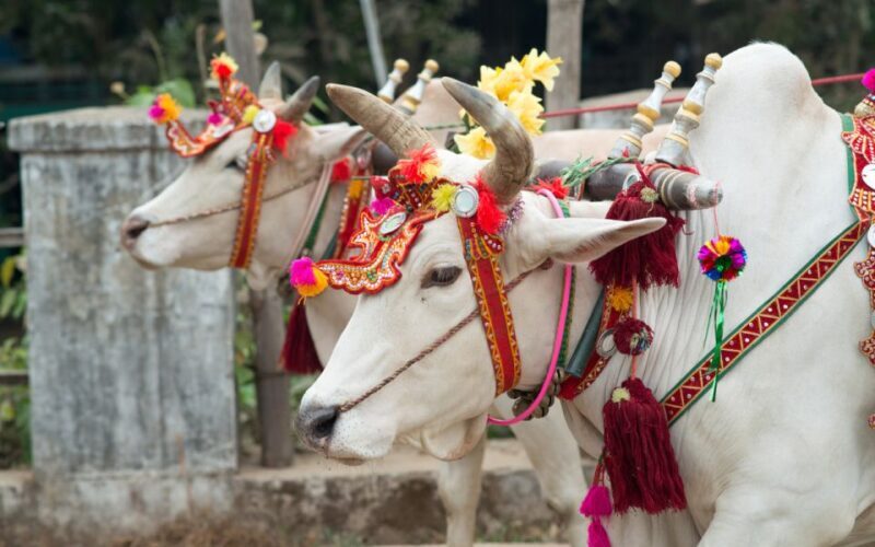 From Delhi: 5-Day Golden Triangle & Ranthambore Tiger Safari - FAQ