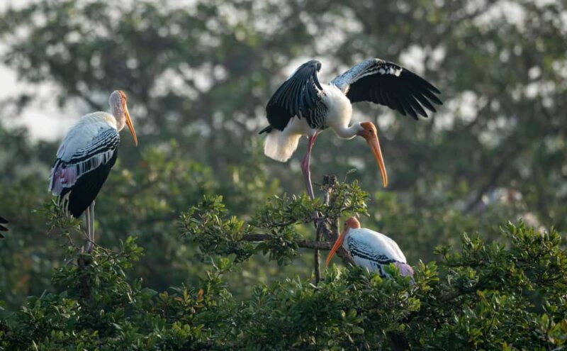From Delhi: 5 Day Golden Triangle, Safari, & Bird Sanctuary - Experience the Best of India in 5 Days: Golden Triangle, Safari & Bird Sanctuary Tour