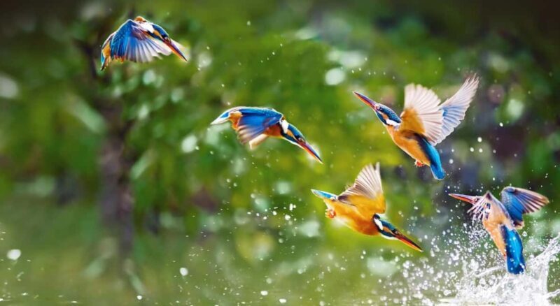 From Delhi: 5 Day Golden Triangle, Safari, & Bird Sanctuary - Day 4: Tiger Safari & Bird Sanctuary