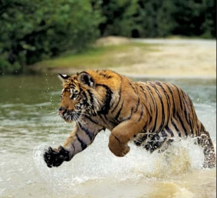 From Delhi: 5-Day Golden Triangle Tour with Ranthambore - An In-Depth Look at the Tour Experience