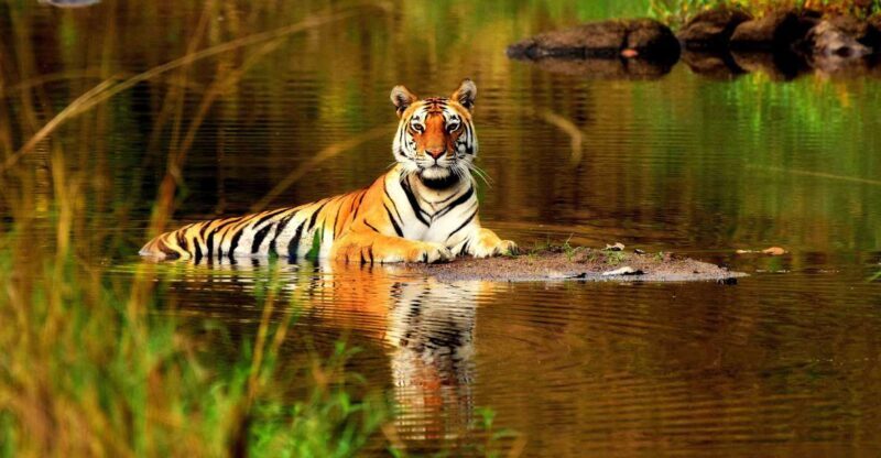 From Delhi: 5-Day Tiger Safari & Golden Triangle Tour - The Sum Up