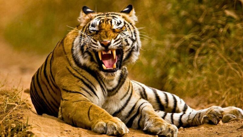 From Delhi: 5-Days Golden Triangle Tour with Tiger Safari - Introduction