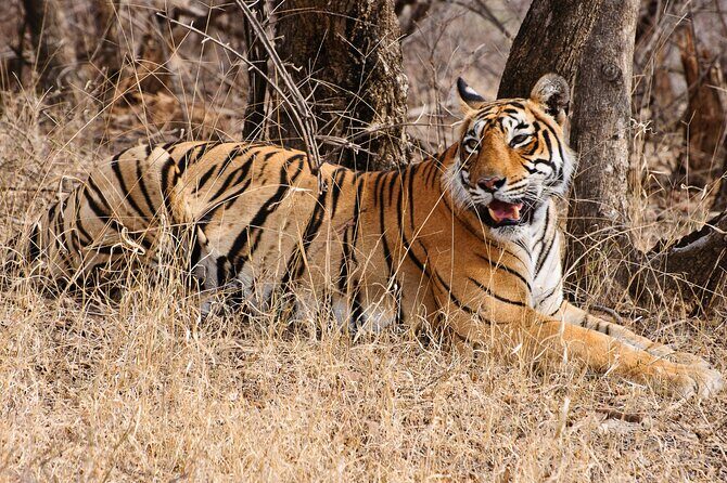 From Delhi 5 Days Private Golden Triangle Tour With Ranthambore - Key Points