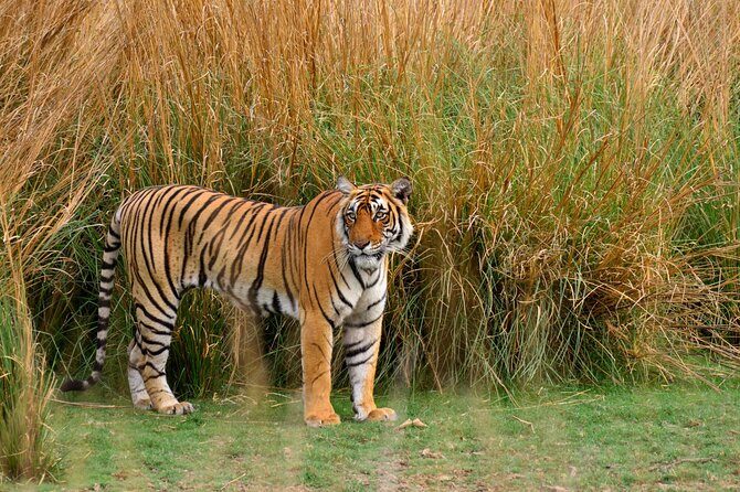 From Delhi 5 Days Private Golden Triangle Tour With Ranthambore - An In-Depth Look at the Tour Experience