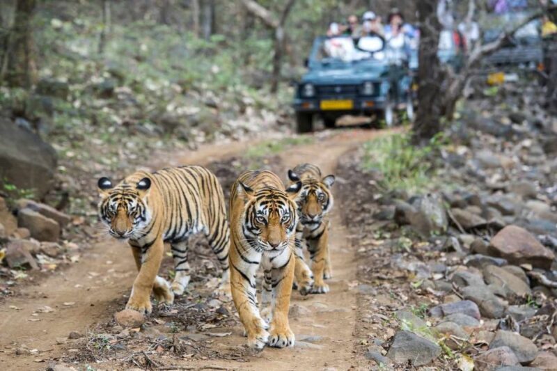 From Delhi: 6-Day Golden Triangle Tour with Ranthambore - What Travelers Say