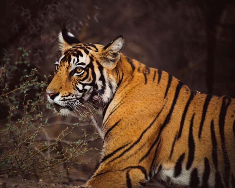 From Delhi: 6-Day Private Golden Triangle with Ranthambore - The Value of This Tour