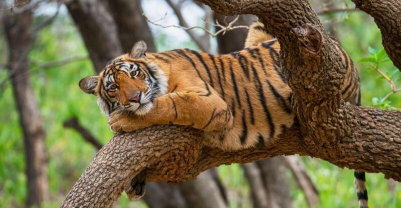 From Delhi : 6 Days Delhi, Jaipur, Agra & Ranthambore By Car - An In-Depth Look at the 6-Day India Adventure