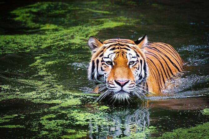 From Delhi: 7-Days Tiger Safari & Golden Triangle Tour - Who Will Love This Tour?