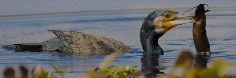 From Delhi, Agra, or Jaipur: Bharatpur Bird Sanctuary Tour - Key Points