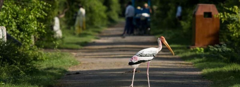 From Delhi, Agra, or Jaipur: Bharatpur Bird Sanctuary Tour - Introduction