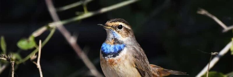 From Delhi, Agra, or Jaipur: Bharatpur Bird Sanctuary Tour - Deep Dive into the Experience