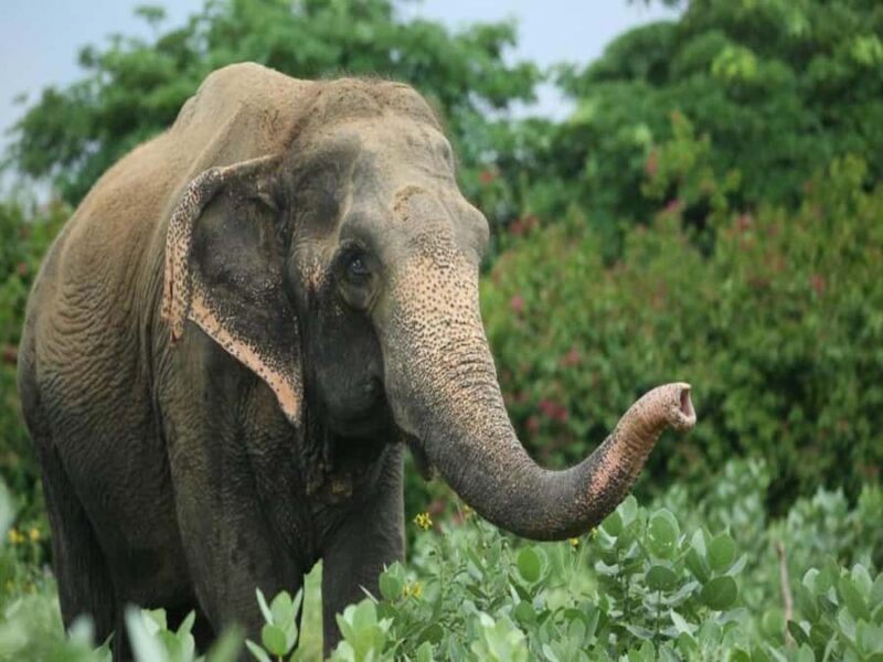 From Delhi: Day Trip to Taj Mahal, Agra Fort & Elephant SOS - An In-Depth Look at the Experience