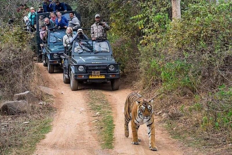 From Delhi: Delhi Ranthambore 3 Days private Tour - Why Choose the Delhi-Ranthambore Private Tour?