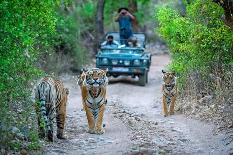 From Delhi: Delhi Ranthambore 3 Days private Tour - Detailed Breakdown of the Itinerary