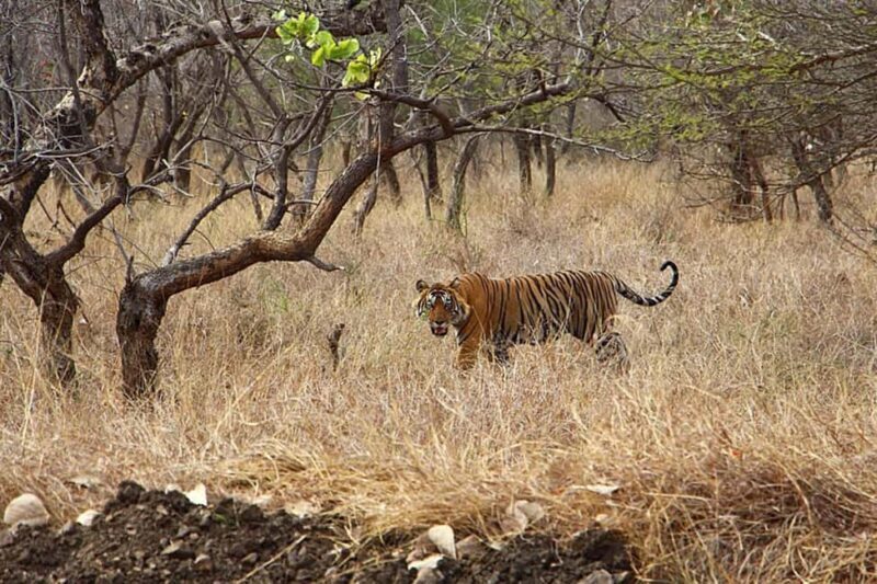 From Delhi: Delhi Ranthambore 3 Days private Tour - Who Is This Tour Best For?
