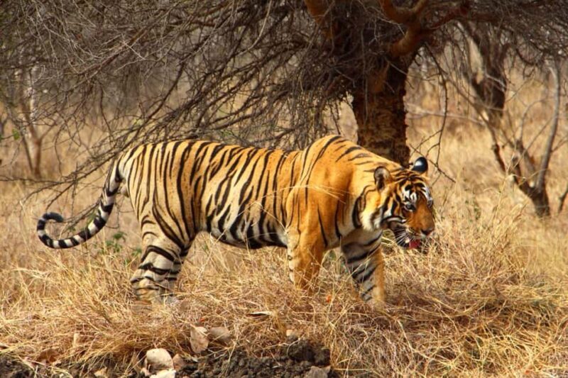 From Delhi: Delhi Ranthambore 3 Days private Tour - FAQs