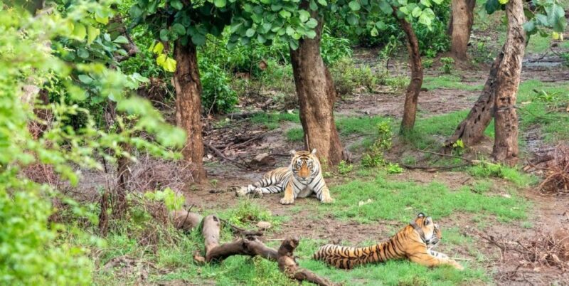 From Delhi: Delhi Ranthambore 3 Days Tour - Who Should Take This Tour?