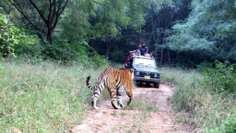 From Delhi: Delhi Ranthambore 3 Days Tour - Transport and Accommodation