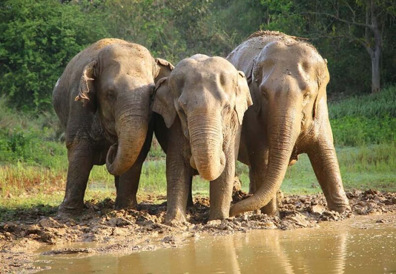 From Delhi : Elephant Conservation and Care Centre -Wildlife - Key Points