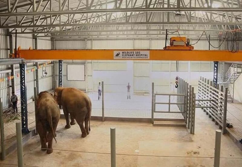 From Delhi : Elephant Conservation and Care Centre -Wildlife - FAQ