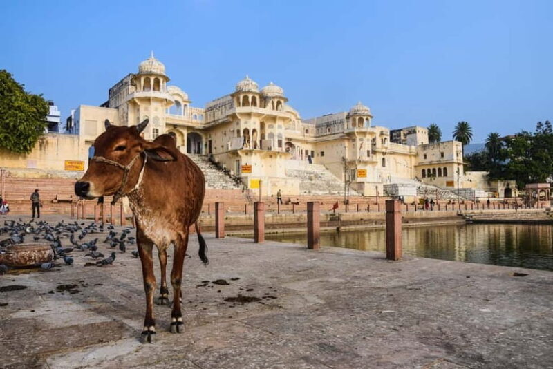 From Delhi: Full Day Jaipur City Guided Tour with Lunch - The Itinerary: What to Expect