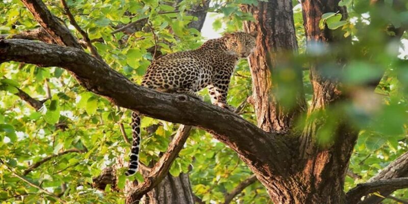 From Delhi: Full-Day Jaipur Tour with Jhalana Safari - Key Points