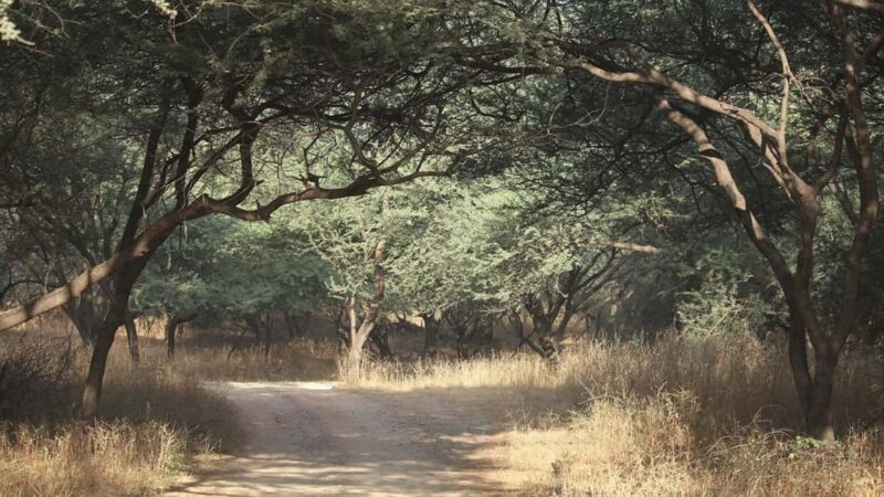 From Delhi: Full-Day Jaipur Tour with Jhalana Safari - Who Should Consider This Tour?