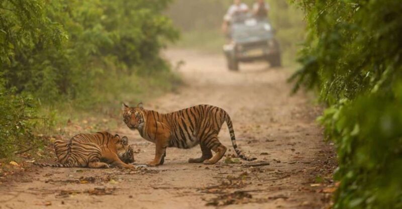 From Delhi: Golden Triangle & Ranthambore Tiger Safari 4 Day - Key Points