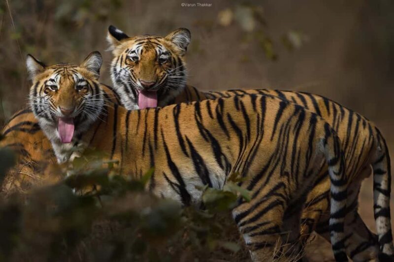 From Delhi: Golden Triangle Tour with Ranthambore 6D/5N - Who Will Find This Tour Ideal?