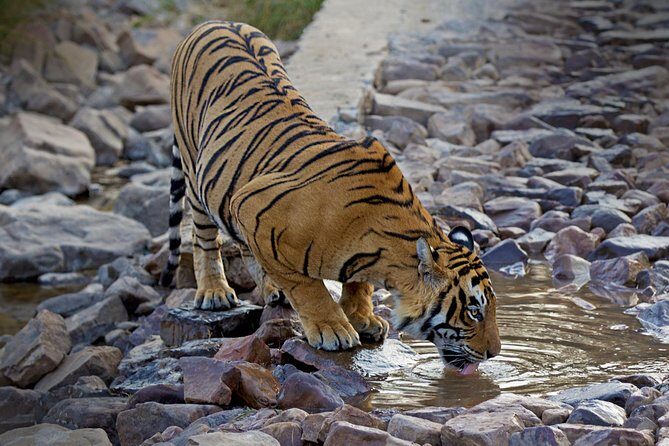From Delhi: Golden Triangle with Tiger Safari Private Tour - An In-Depth Look at the Tour Experience