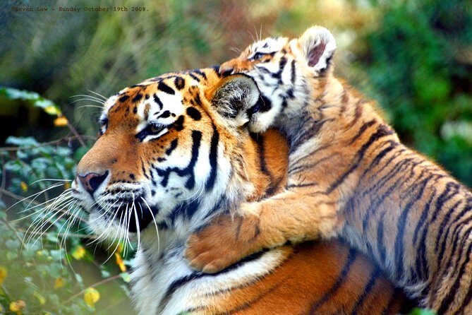 From Delhi: Golden Triangle with Tiger Safari Private Tour - Who Should Consider This Tour?