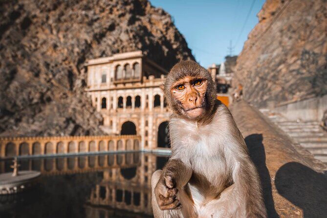From Delhi: Jaipur city Tour with Monkey Temple by Car - Discover the Pink City: A Full-Day Tour from Delhi to Jaipur