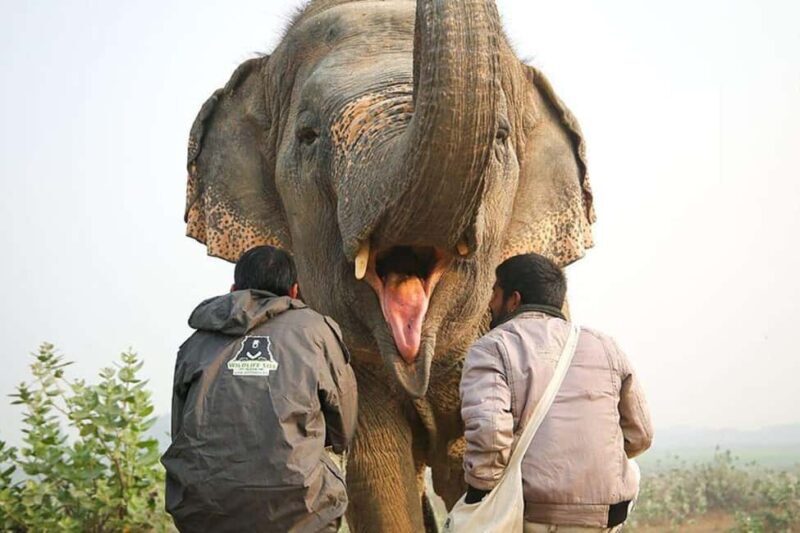 From Delhi/Jaipur: Taj Mahal & Elephant SOS Tour with Lunch - A Deep Dive into the Experience