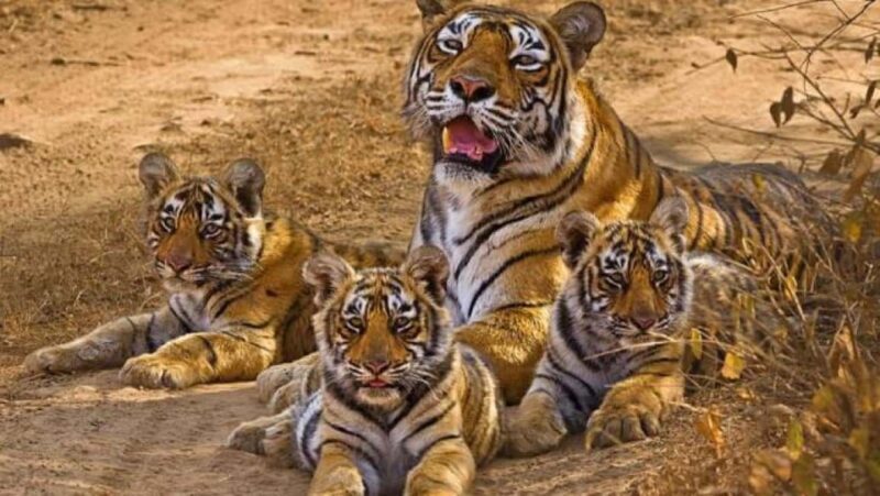 From Delhi: Khajuraho Kamasutra Temples & Panna Safari Tour - Starting with the Itinerary: What You Can Expect