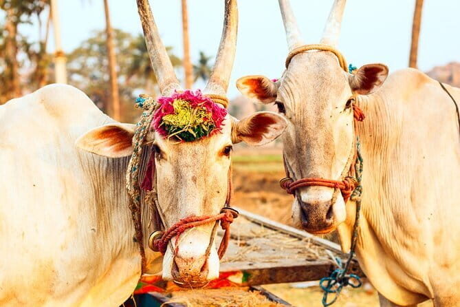 From Delhi: Private 4-Day Golden Triangle Luxury Tour - Analyzing the Value