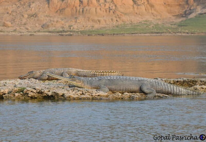 From Delhi : Private Chambal River Safari - Introduction: What’s the Experience All About?