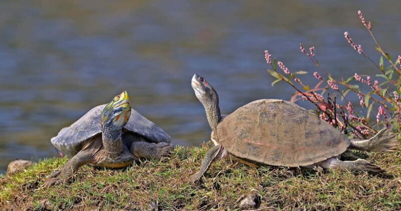 From Delhi : Private Chambal River Safari - Practical Details and Logistics