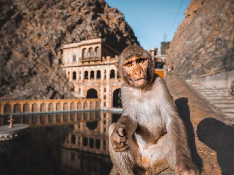 From Delhi: Private Jaipur City Tour with Monkey Temple - An Introduction to the Experience