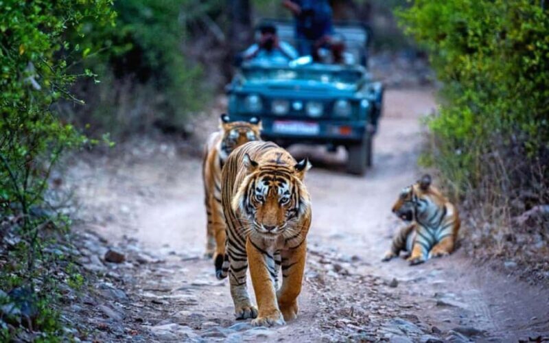 From Delhi: Ranthambore National Park Day Trip with Safari - Key Points