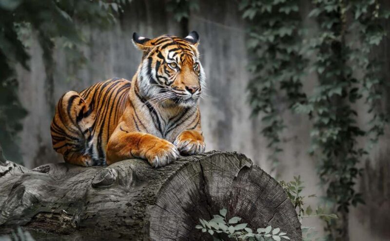 From Delhi: Ranthambore National Park Day Trip with Safari - Real Experiences from Travelers