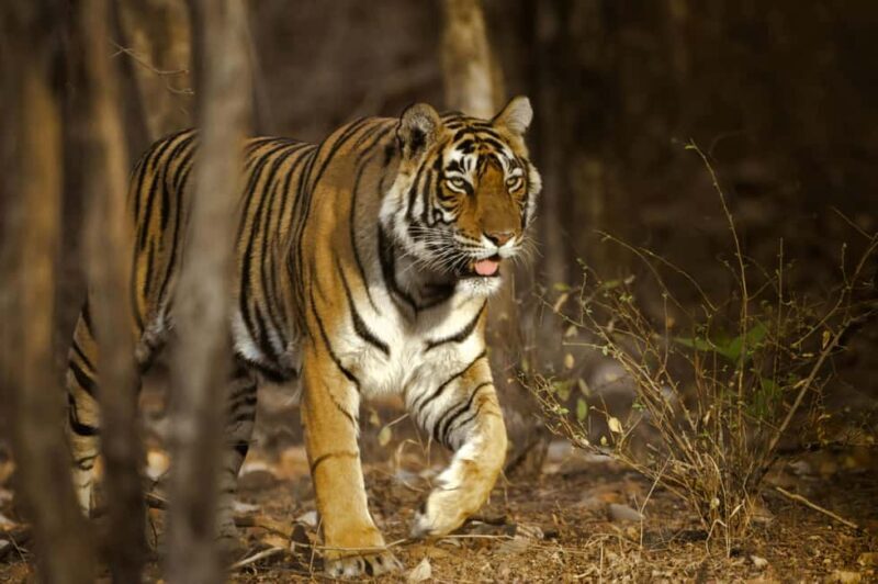 From Delhi: Ranthambore Tiger Safari with Accommodation - Key Points