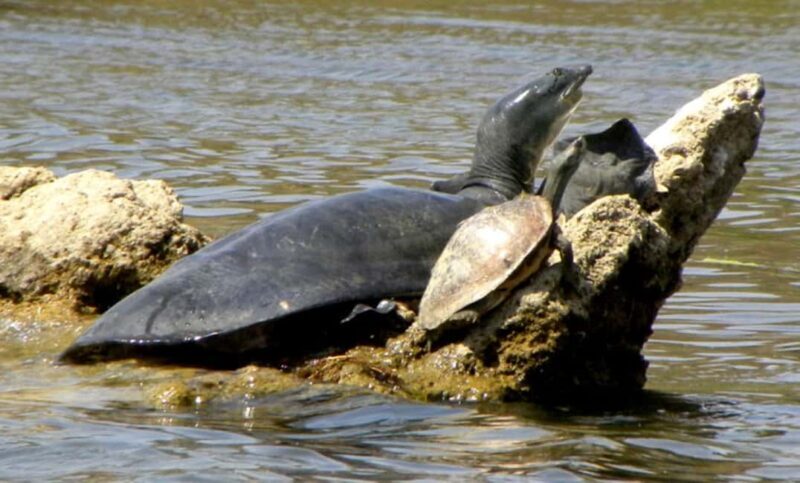 From Delhi: Same Day Taj Mahal tour with Chambal Safari - FAQ