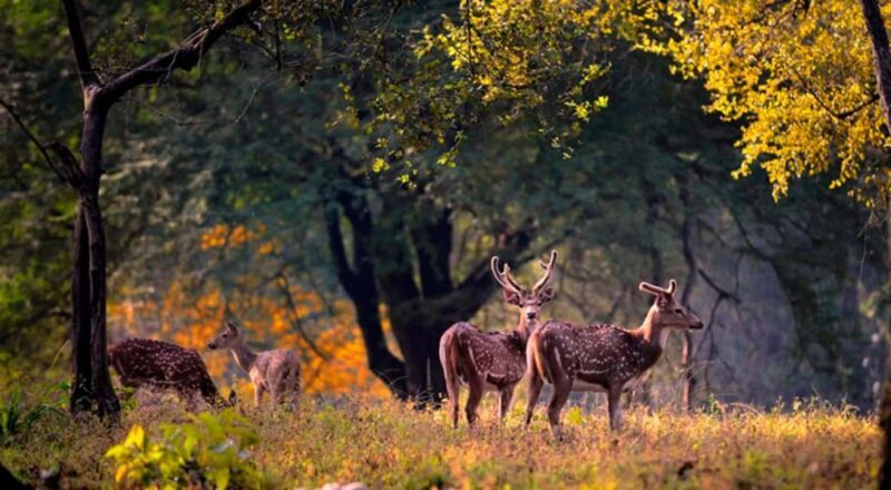 From Delhi: Same-Day Wildlife Safari at Sriska and Jhalna - How the Day Unfolds: A Detailed Look