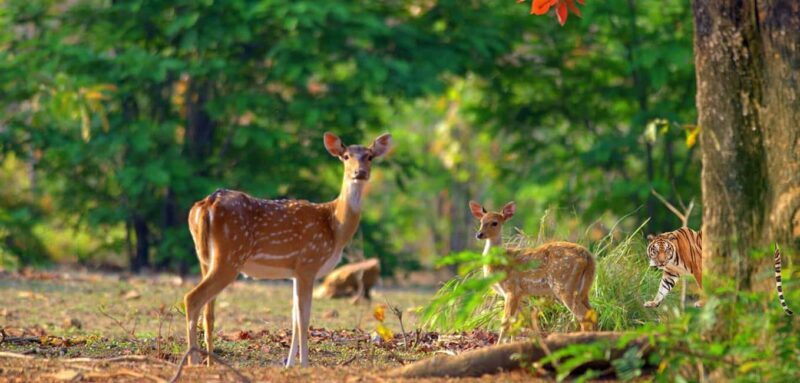 From Delhi: Same-Day Wildlife Safari at Sriska and Jhalna - FAQ