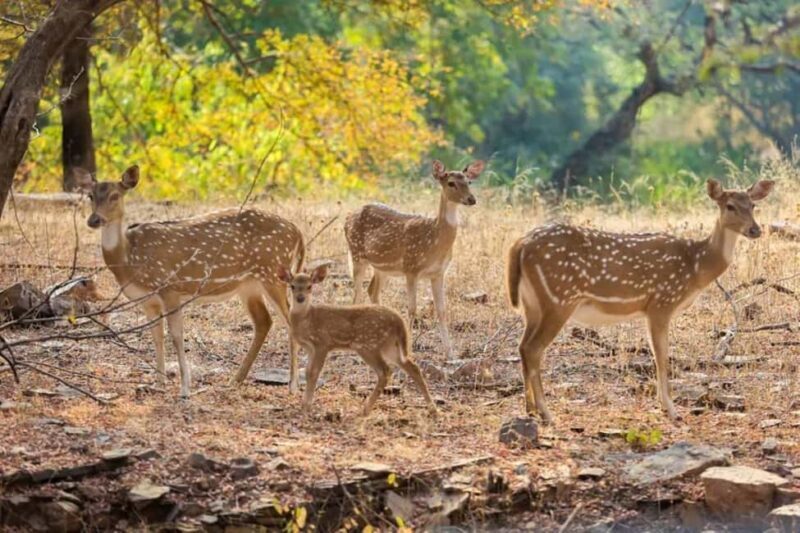 From Delhi: Sariska Wildlife Safari with Private Car - Key Points
