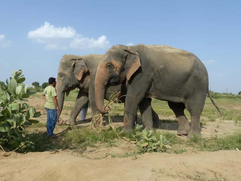From Delhi: Sunrise Taj Mahal & Elephant Sanctuary Day Trip - An In-Depth Look at the Tour Itself