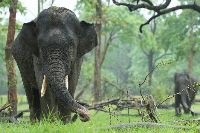 From Delhi: Sunrise Taj Mahal Tour With Elephant Conservation - Return to Delhi