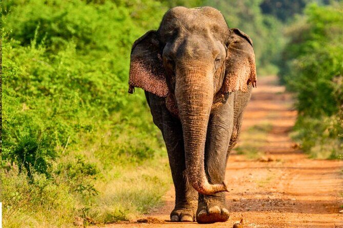 From Delhi: Sunrise Taj Mahal Tour With Elephant Conservation - Value and Practicality