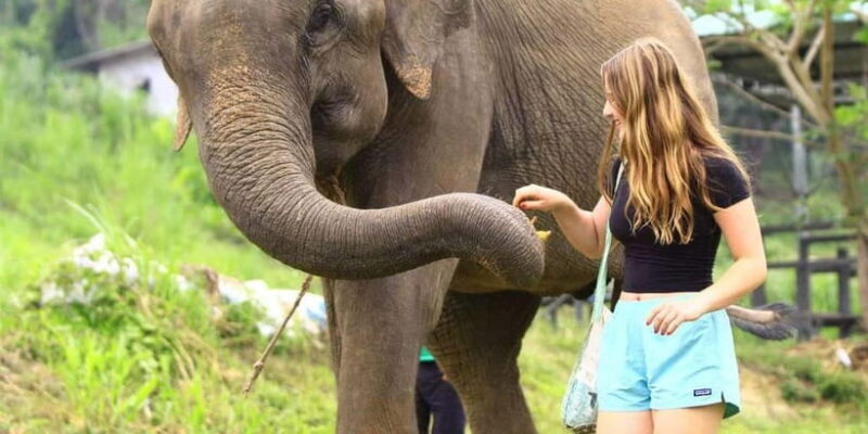From Delhi: Sunrise Taj Mahal Tour with Elephant SOS Center - FAQs